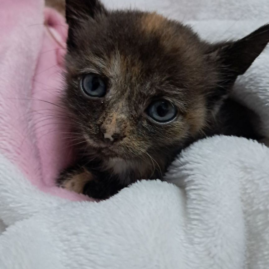 Котенок на счастье, на удачу
