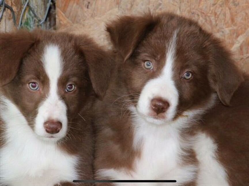 Бордер колли - щенки шоколадки коричневого окраса