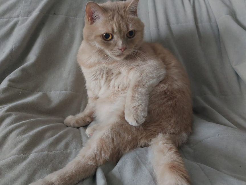 Кот в добрые руки