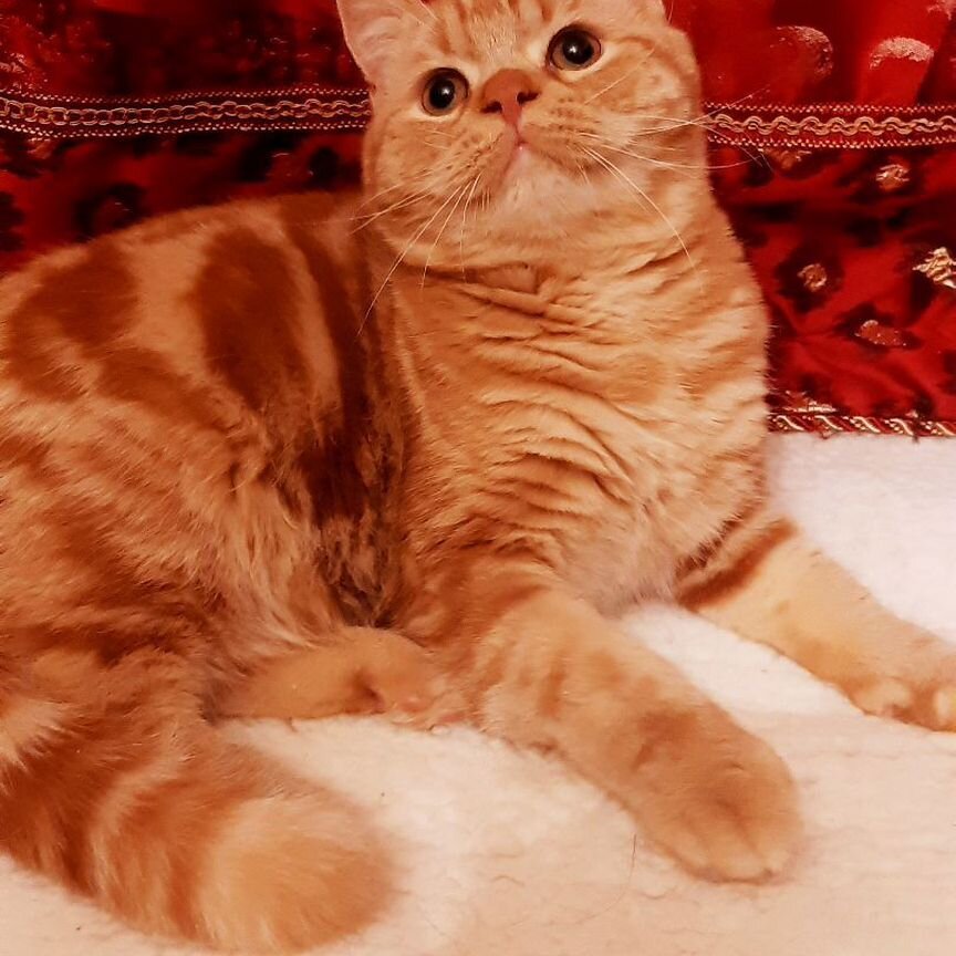 Шотландские котики