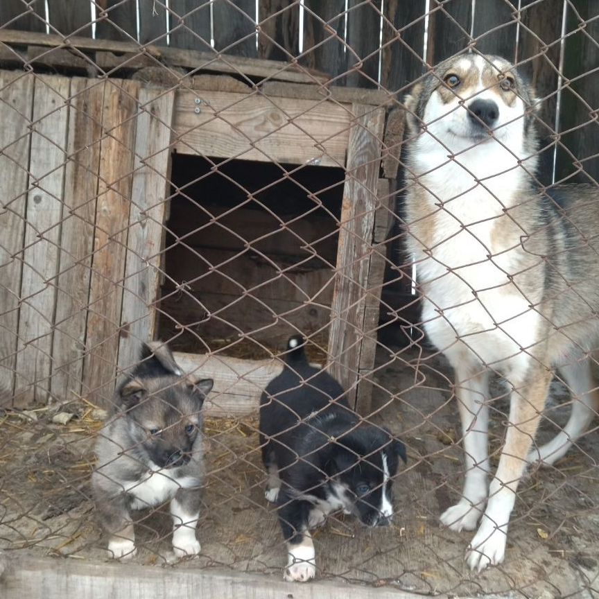 Западносибирская лайка, щенок