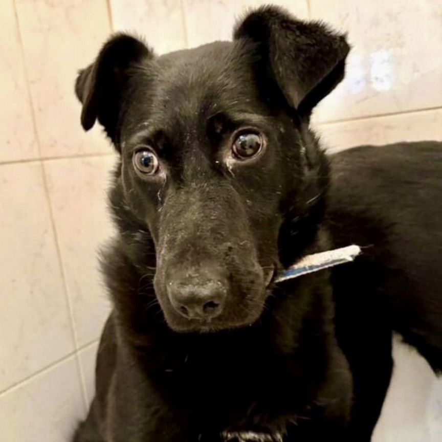 Взрослая собака в добрые руки