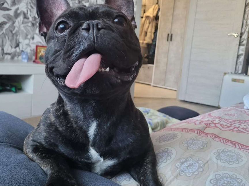 Француз вязка