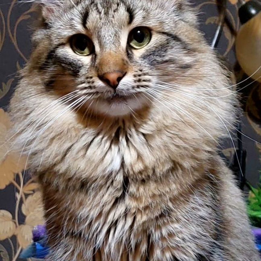 Красивый царский кот