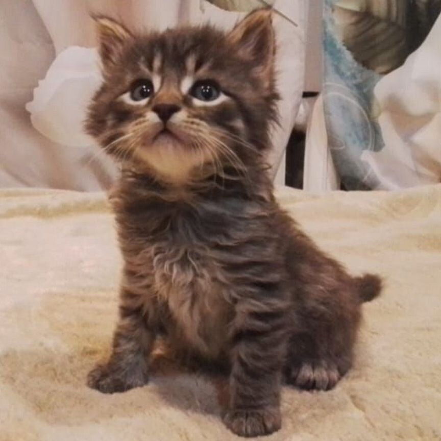 Мейн-кун котёнок