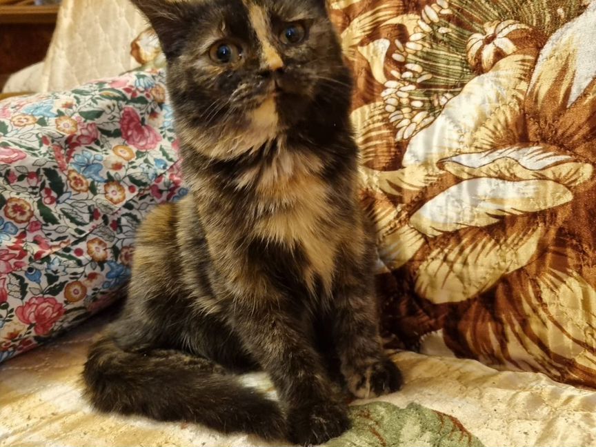 Волшебная кошечка