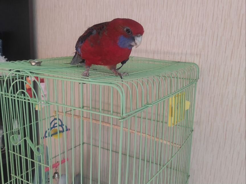 Попугай розелла пинант