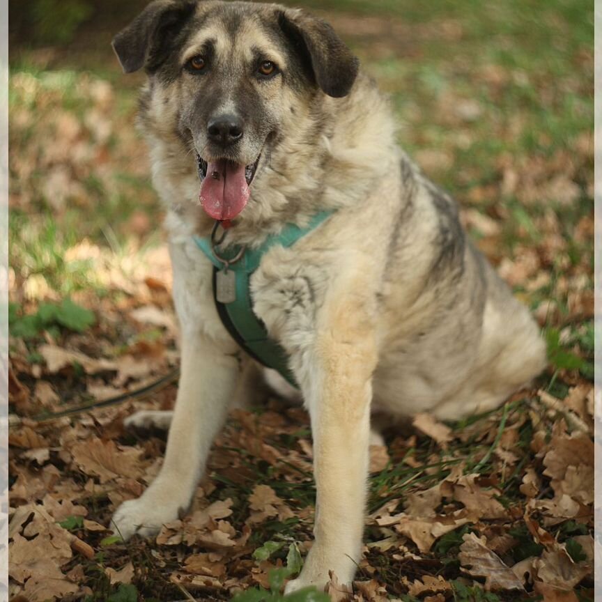 Взрослая собака в добрые руки