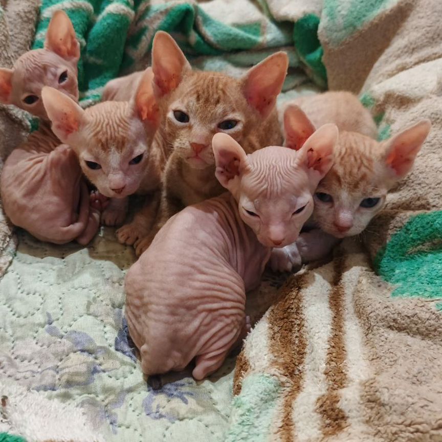 Донской сфинкс котёнок