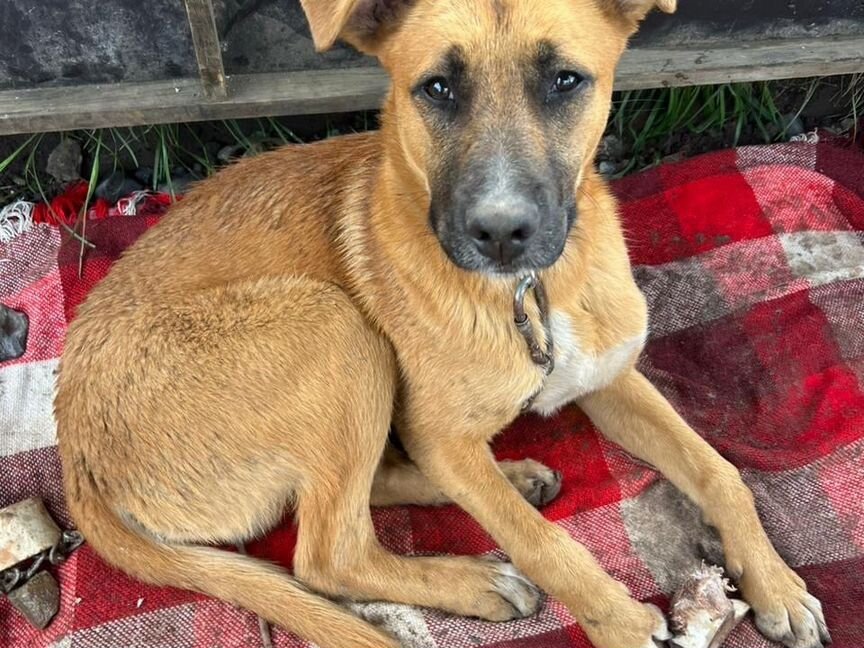 Отличный щенок-подросток Рэм