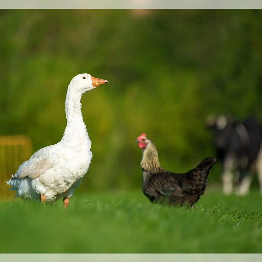 Курицы несушки.Гуси