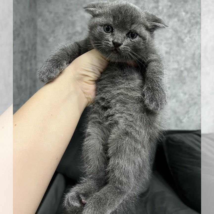 Шотландский вислоухий короткошёрстный котёнок