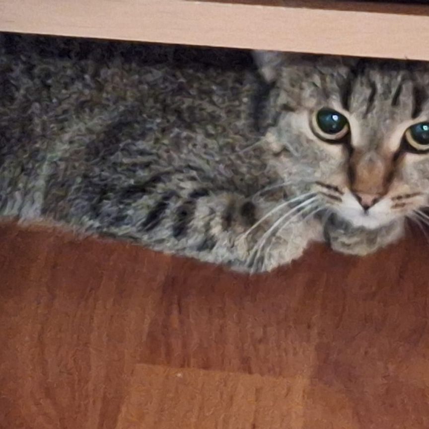 Найдена молодая кошечка