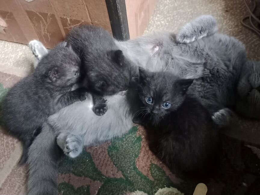 Кошки в добрые руки, британка