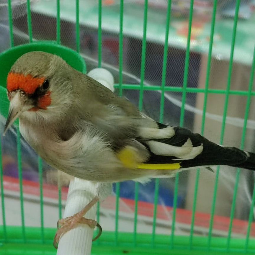 Седоголовый щегол