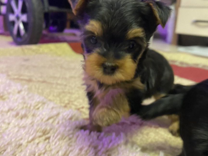 Йоркширский терьер щенки