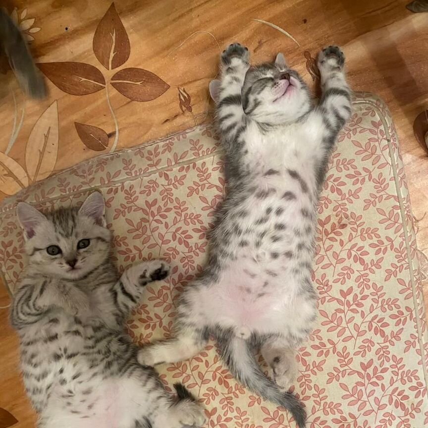Британские котятки окрас Whiskas