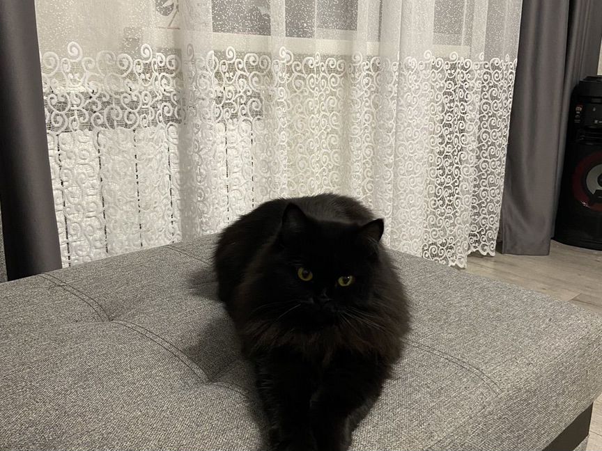 Черная кошка