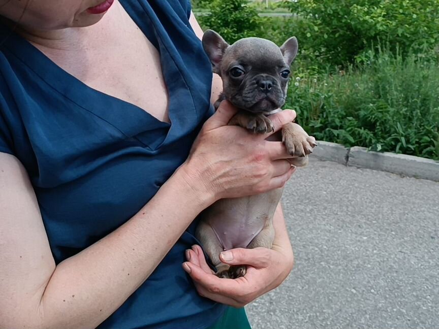 Малышка голубо-палевая