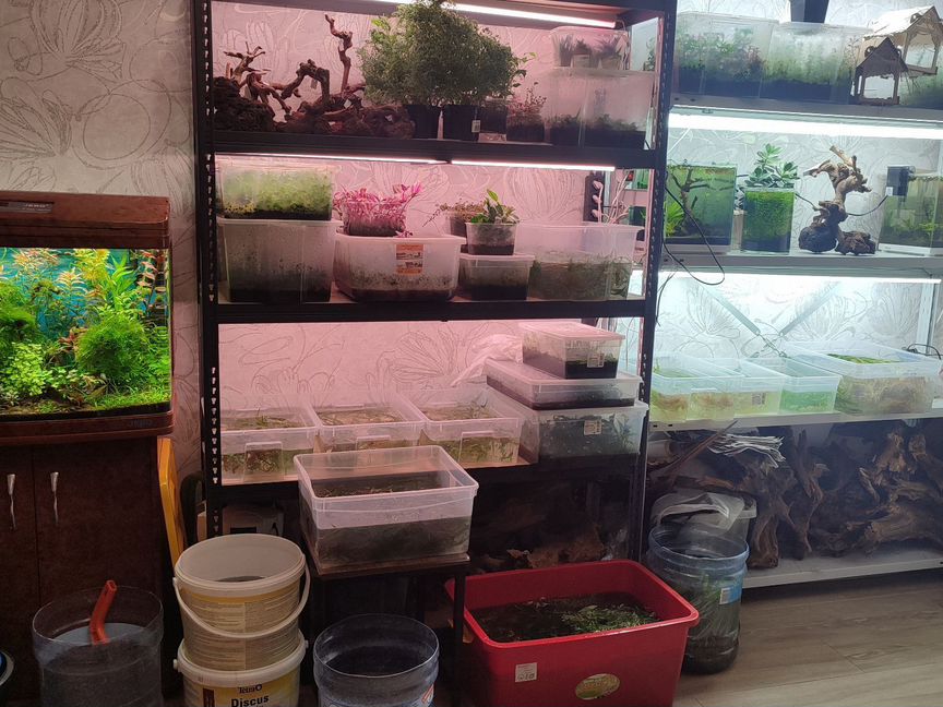 Аквариумные растения