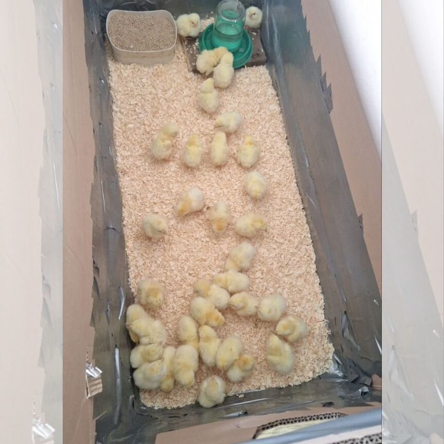 Цыплята бройлеры кобб 500