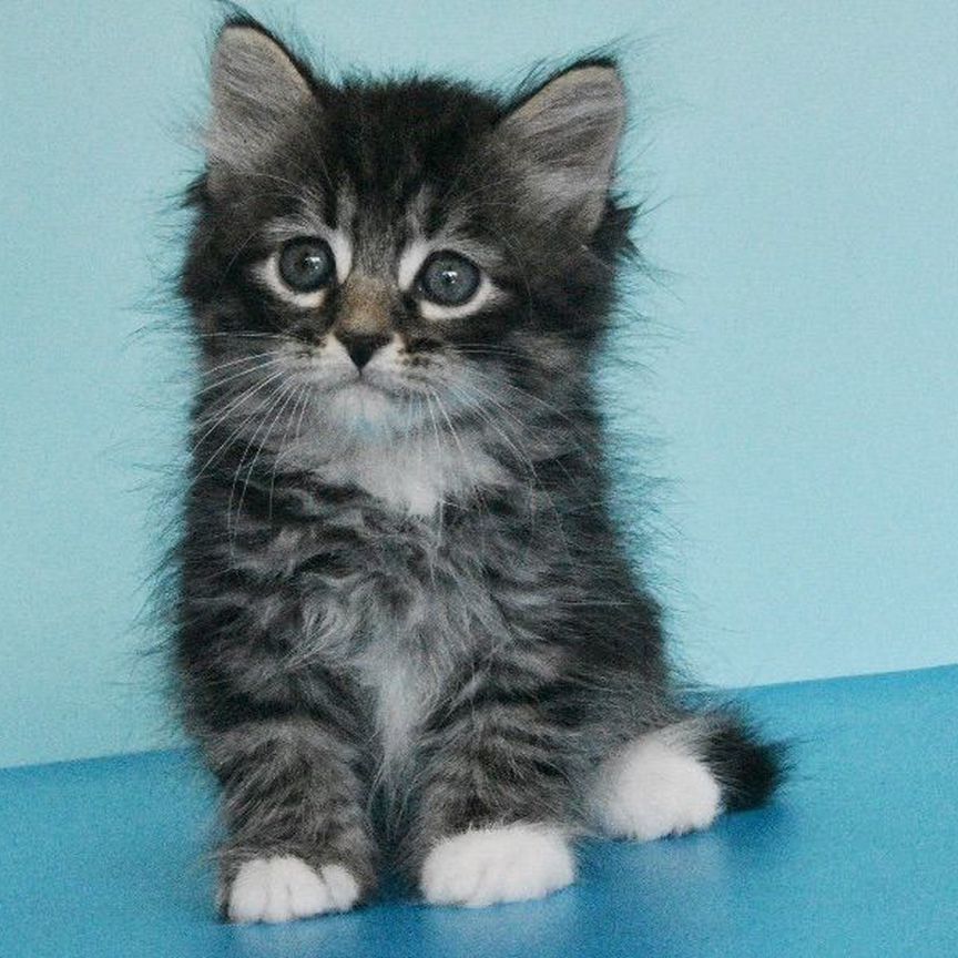 Сибирский котёнок