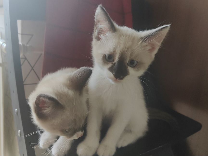 Котята Сноу Шу