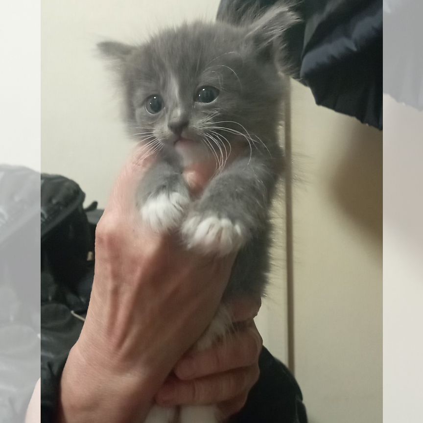 Котёнок в добрые руки