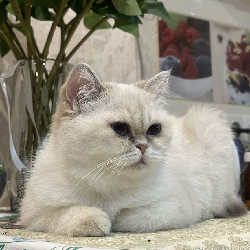 Кошка