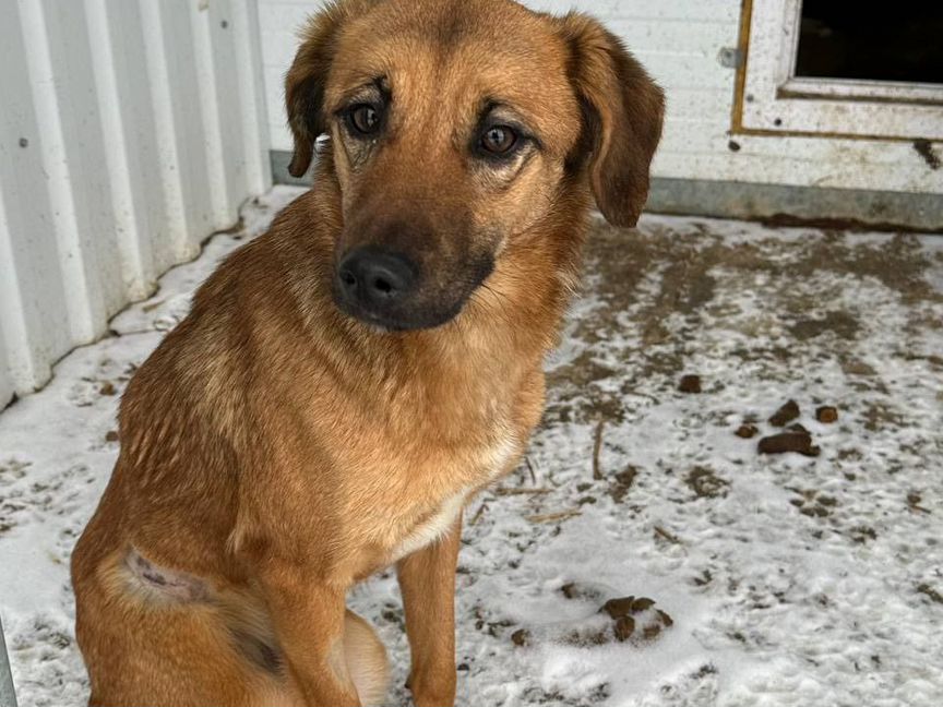 Собака в отлове. Скоро выпуск. Нужен дом