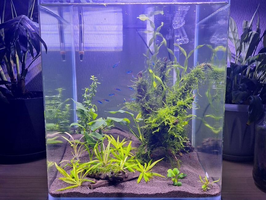 Аквариум nano cube 30l с рыбками