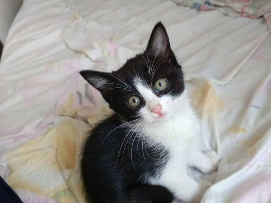 Черно белый котенок