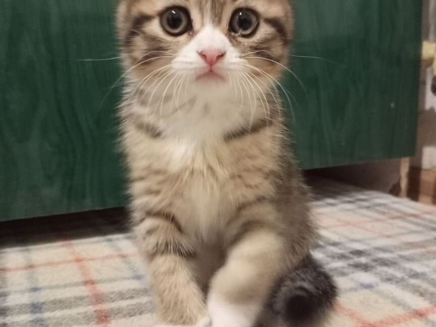 Шотландская кошечка