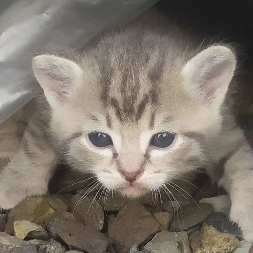 Британский короткошёрстный котёнок