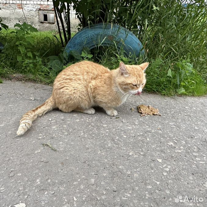 Котик мальчик ищет дом