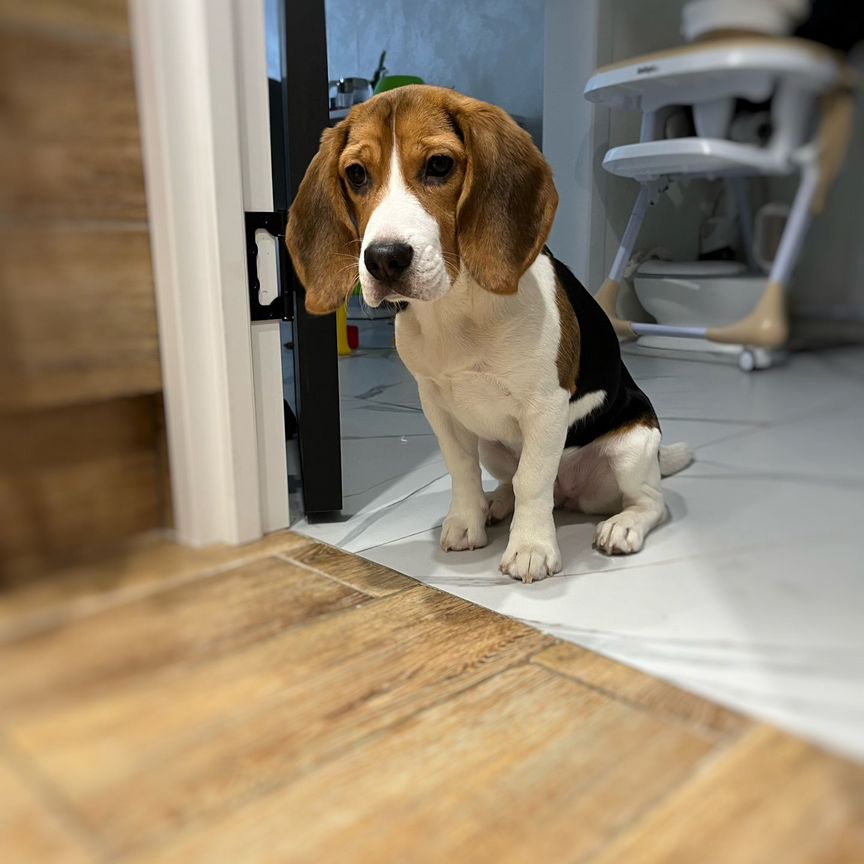 Бигль, щенок