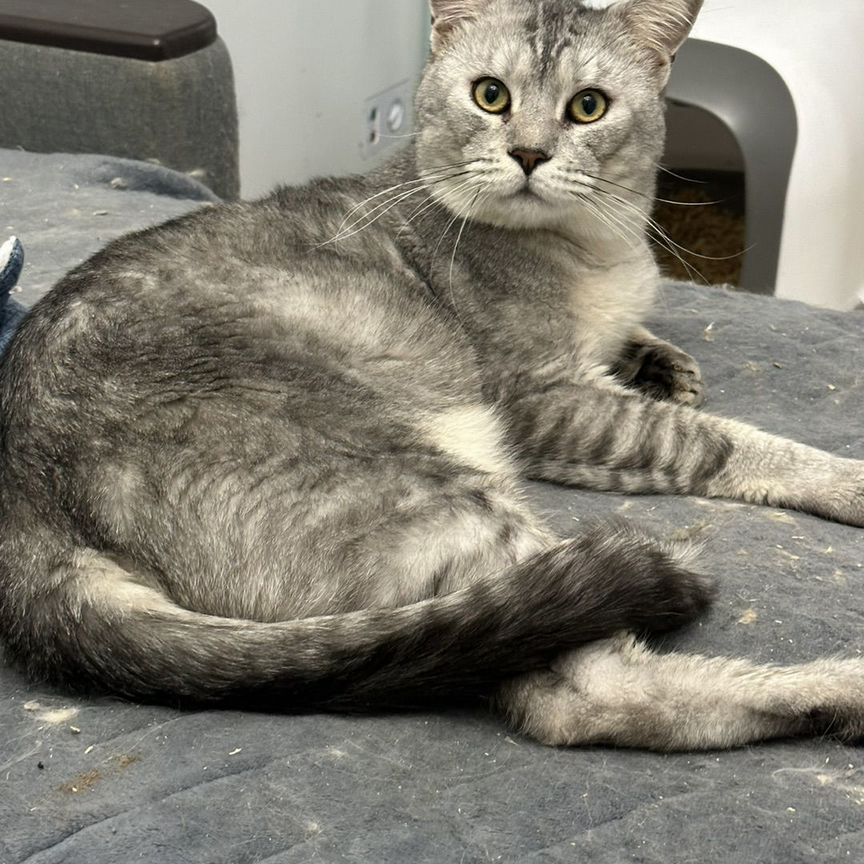 Отдам кота в добрые руки