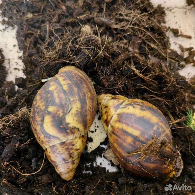 Улитки ахатины большие