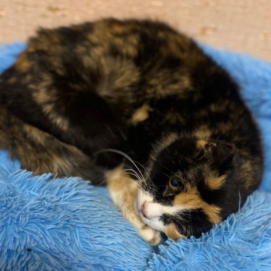 Взрослая, Девочка кошка в добрые руки