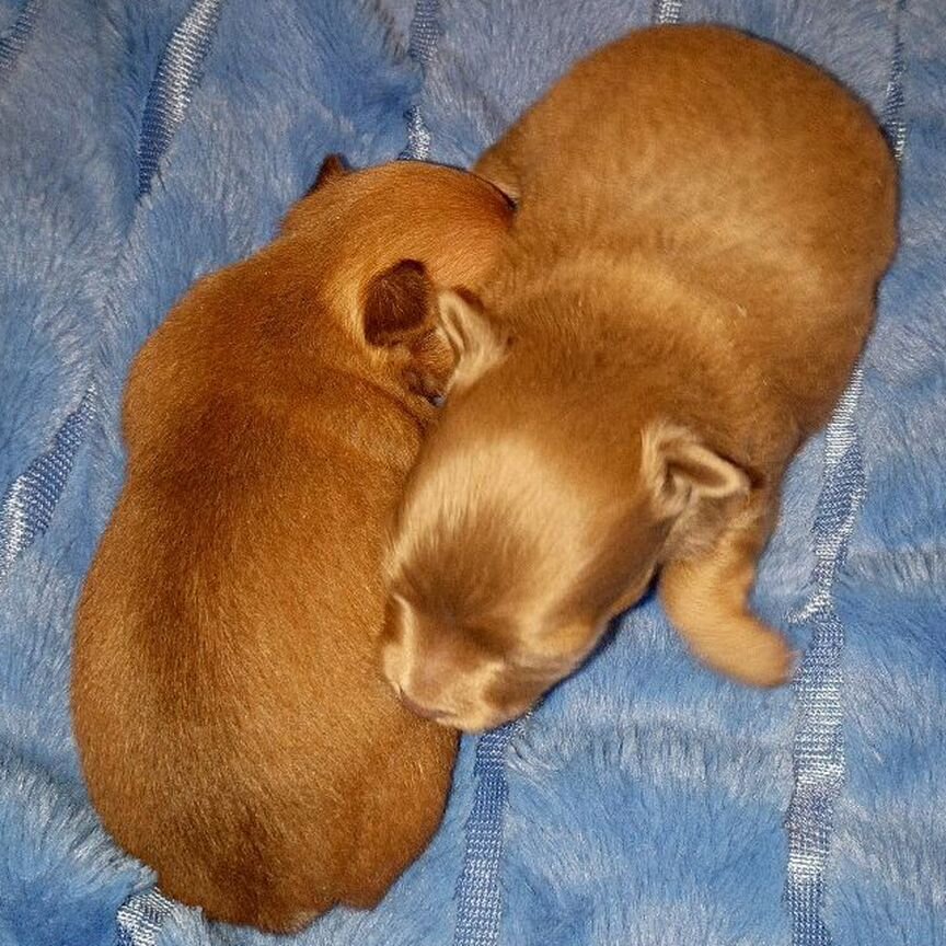 Русский той-терьер, щенок