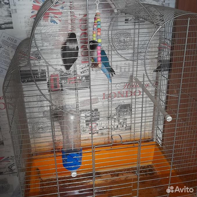 Продам попугаев с большой клеткой