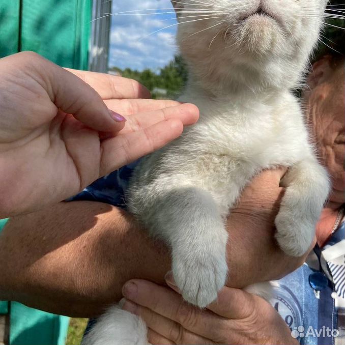 Кошка в дар Срочная, умерла хозяйка