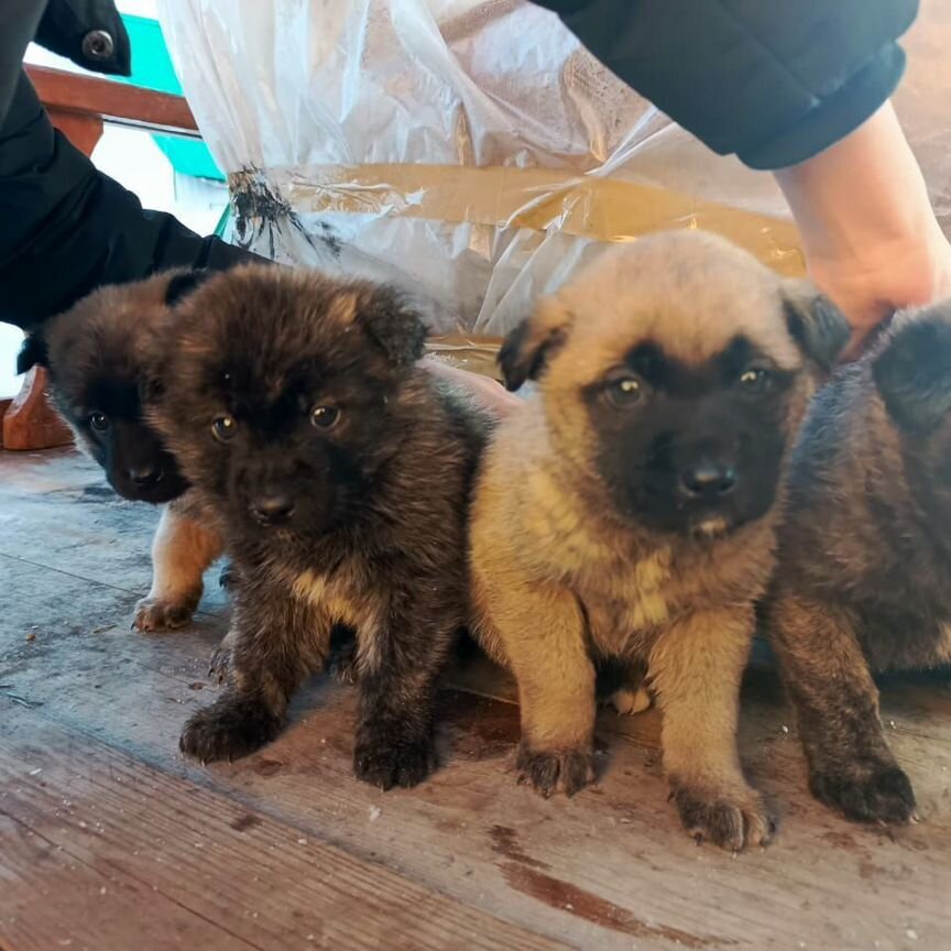 Щенки в добрые руки