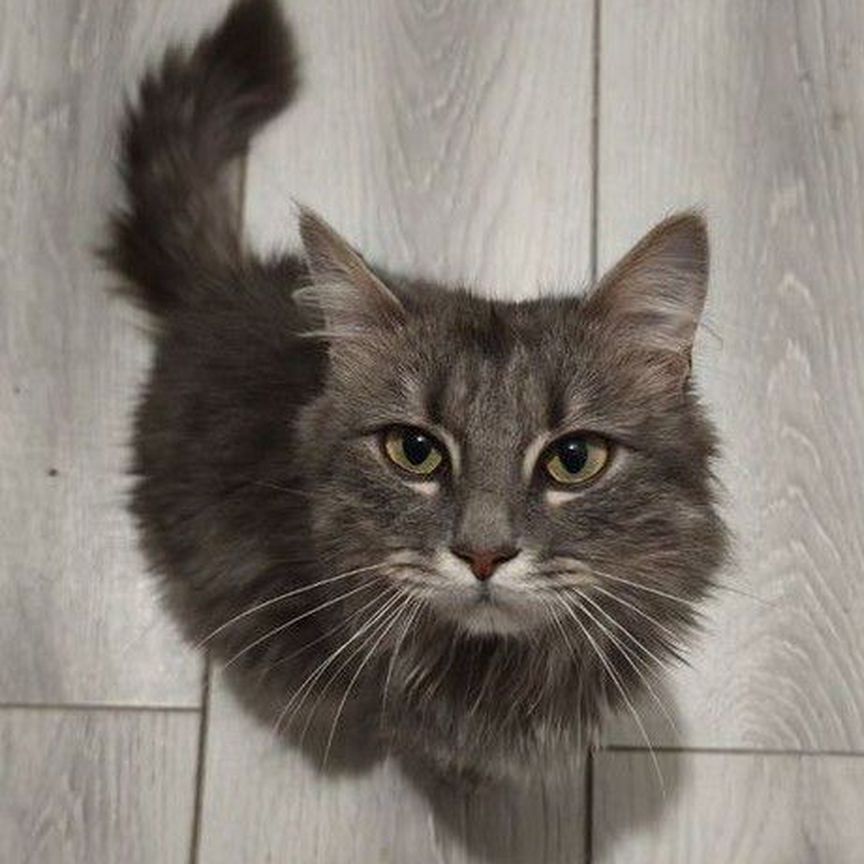 Сибирская, взрослая кошка