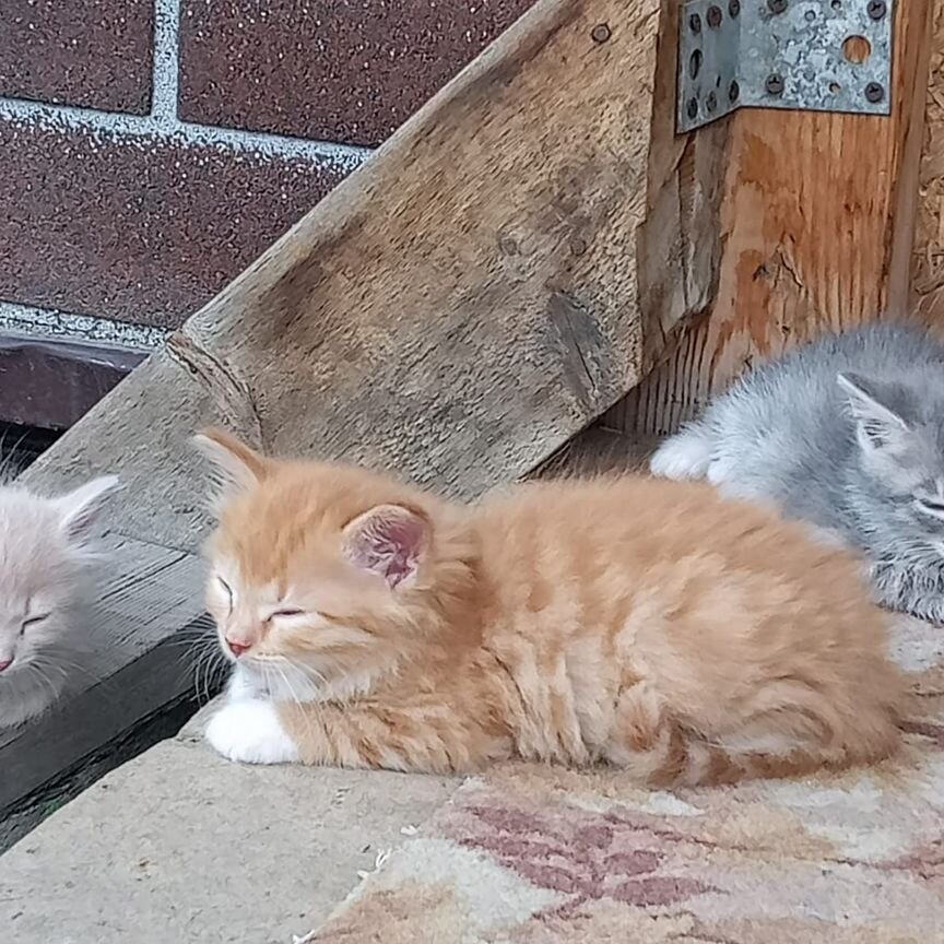 Котята в добрые руки бесплатно