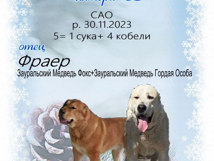 Собака