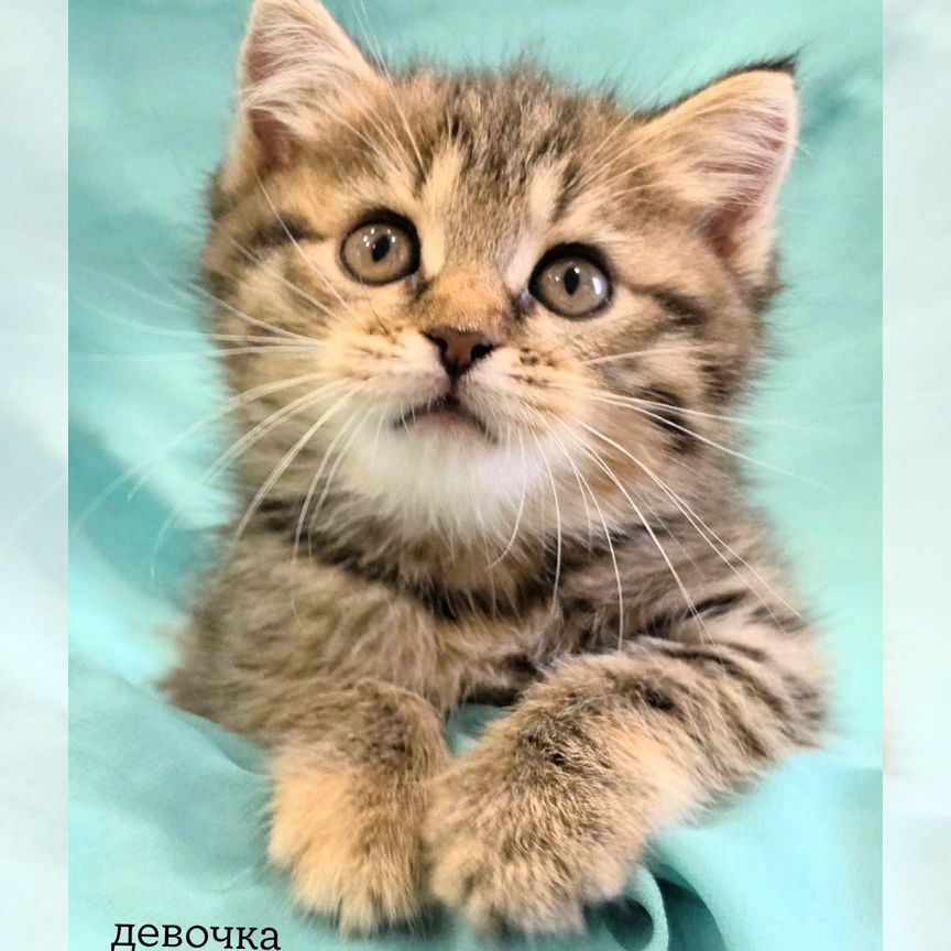 Европейский короткошёрстный котёнок