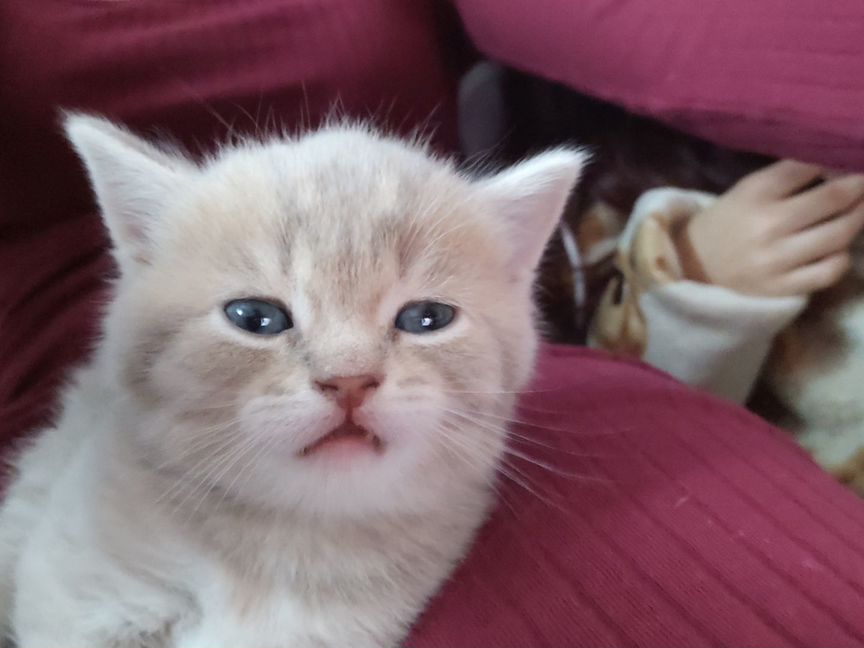 Котята Шотландские