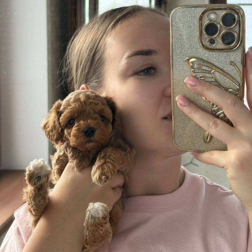 Мальтипу, щенок