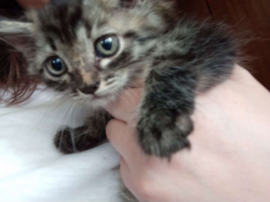 Кошка в дар бесплатно